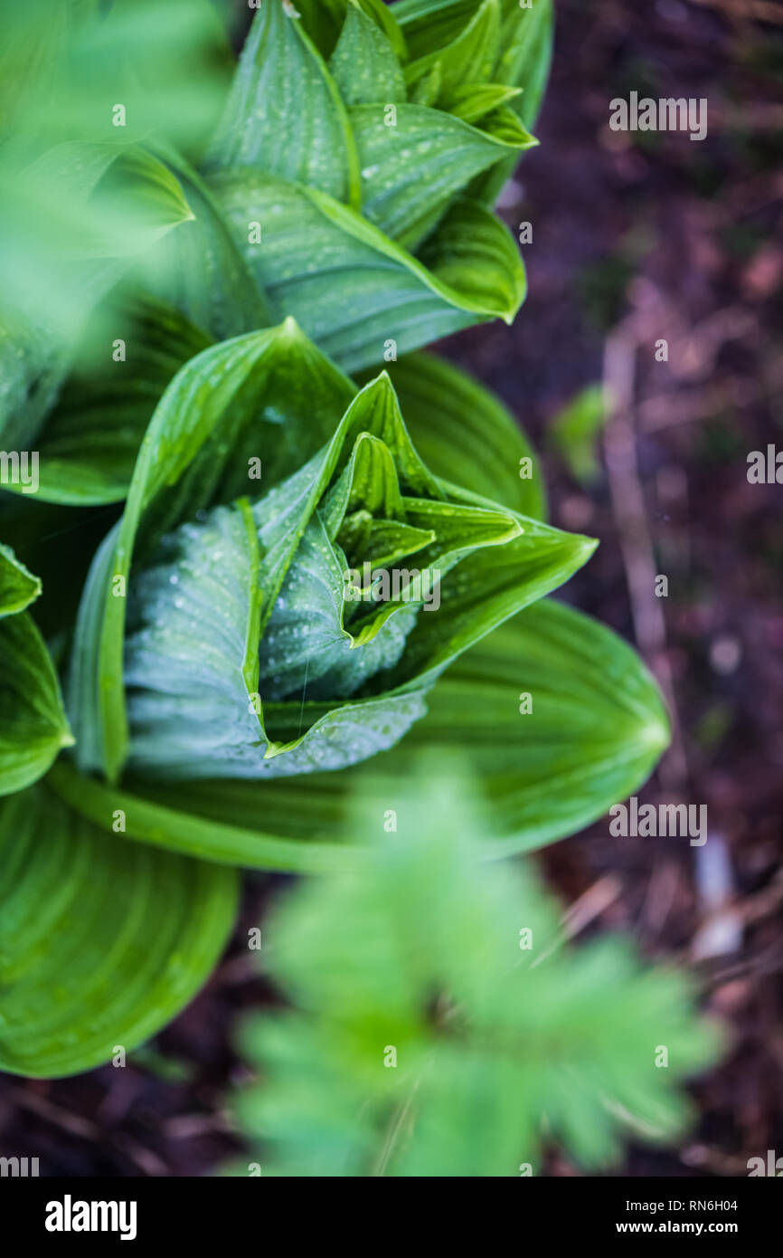 Young Asian skunk-cabbage (Lysichiton camtschatcensis) at Tsugaike ...