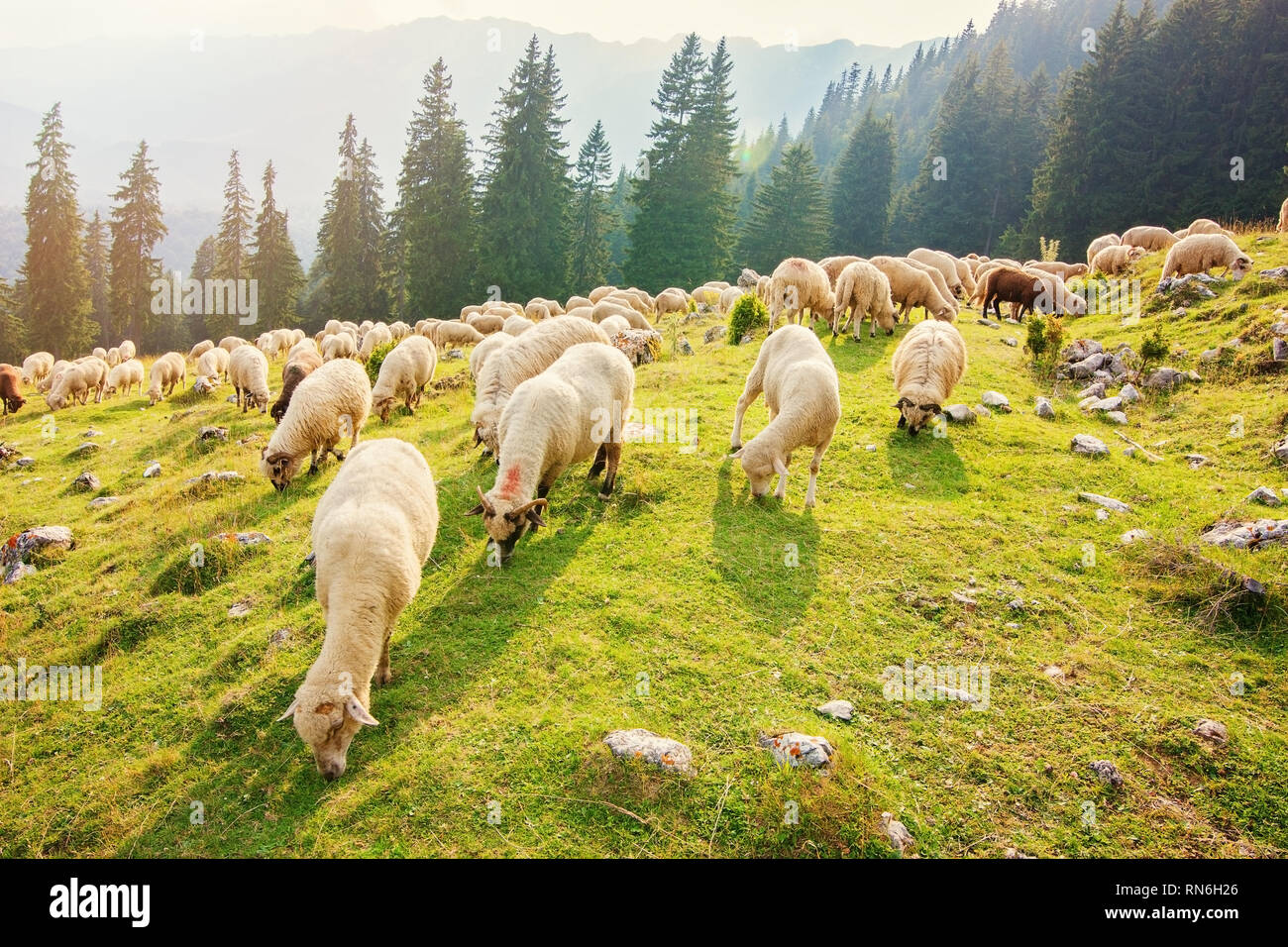 Free range sheep hi-res stock photography and images - Alamy
