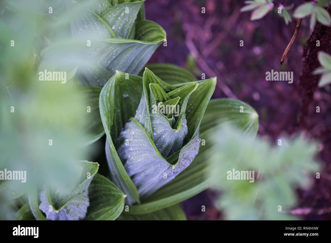 Young Asian skunk-cabbage (Lysichiton camtschatcensis) at Tsugaike ...