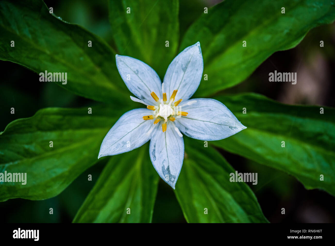 Kinugasa Japonica. Native species in Japan. Tsugaike, Hakuba Stock ...