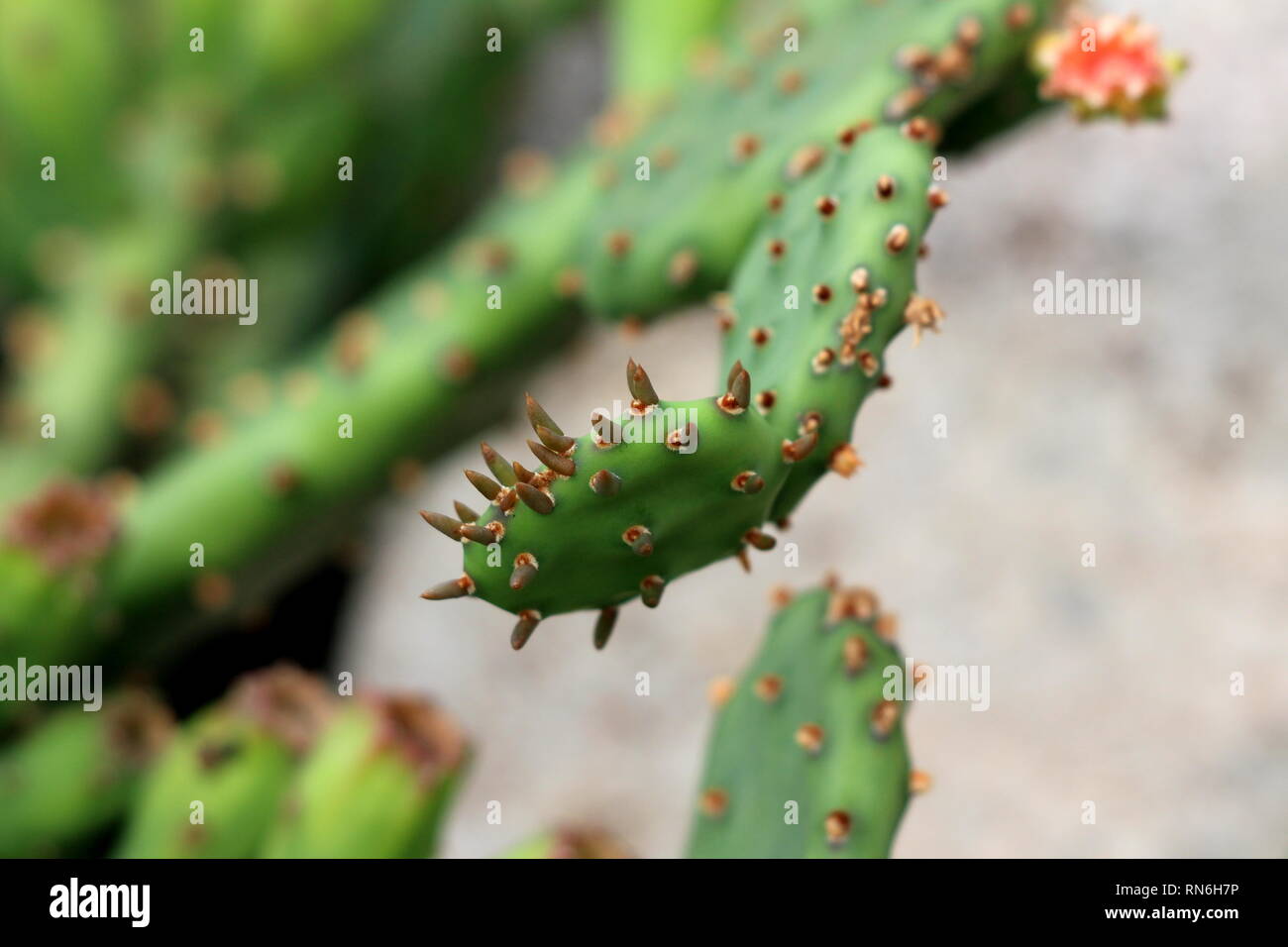 Cactus plant closeup of part with multiple spines surrounded with other ...