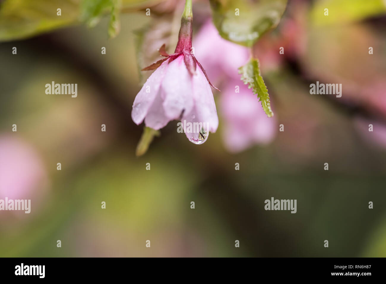 Japanese alpine cherry (Prunus nipponica). Cherry tree growing in the ...