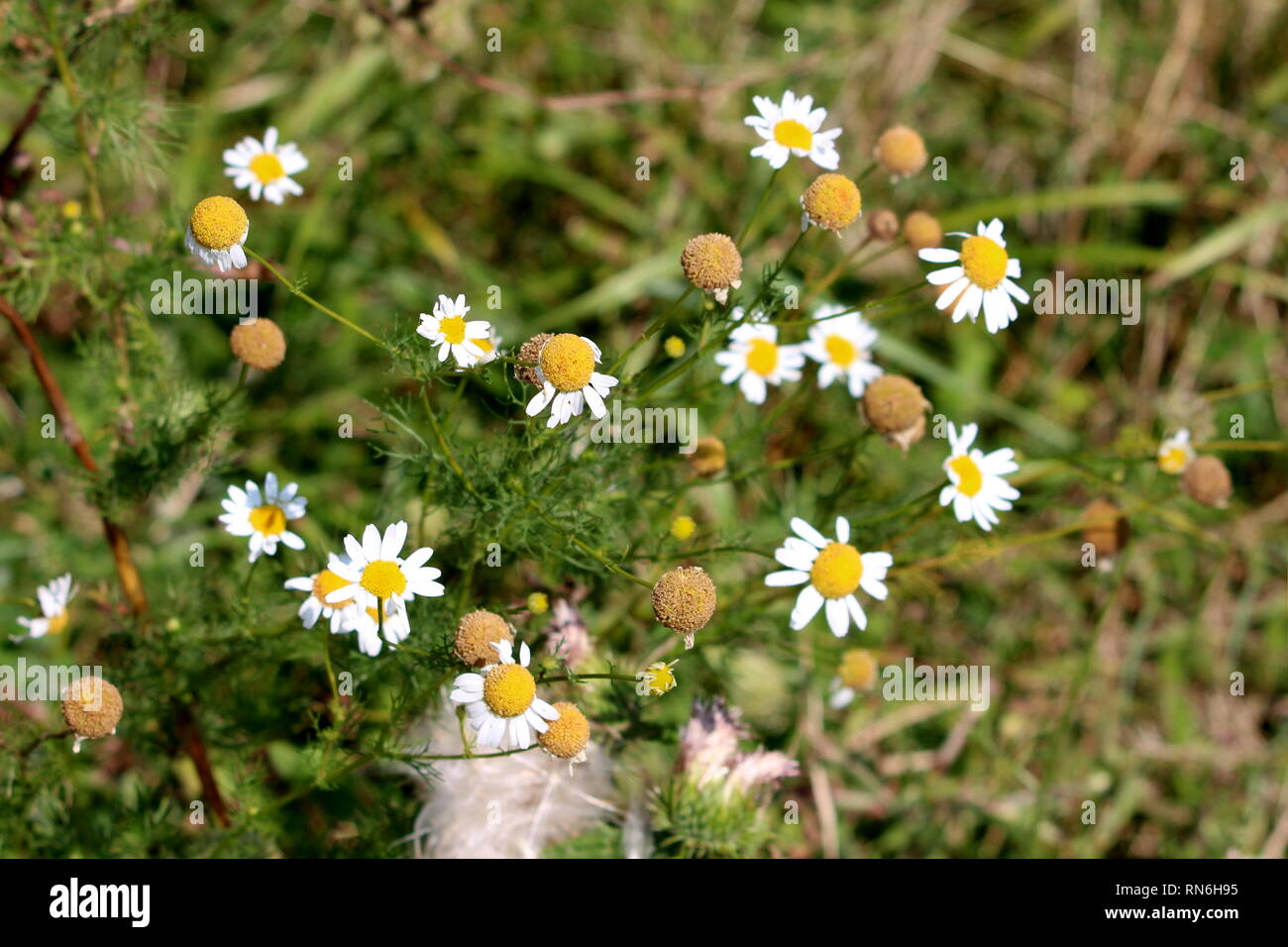 Without petals hi-res stock photography and images - Alamy