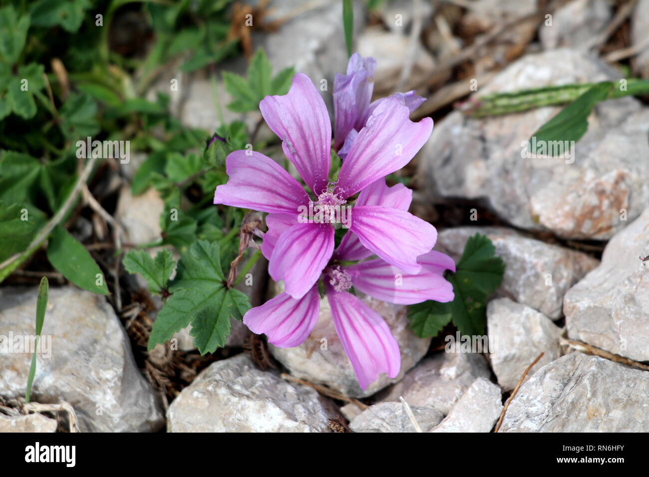 Common mallow or Malva sylvestris or Cheeses or High mallow or Tall ...