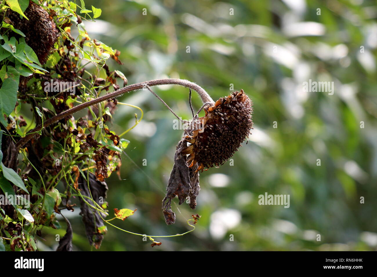 Shriveled leaves hi-res stock photography and images - Alamy