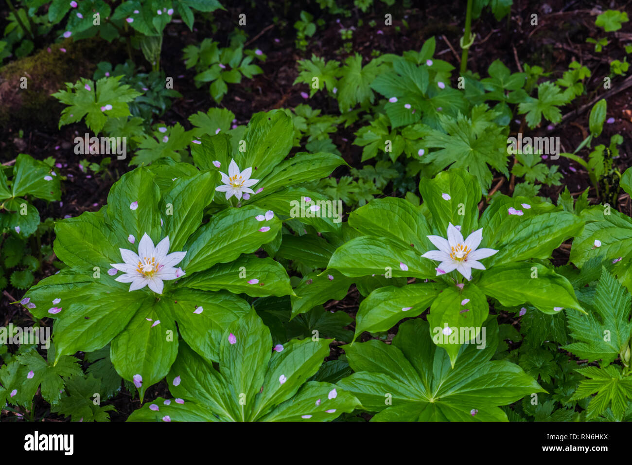 Kinugasa Japonica. Native species in Japan. It has 7 to 9 petals ...