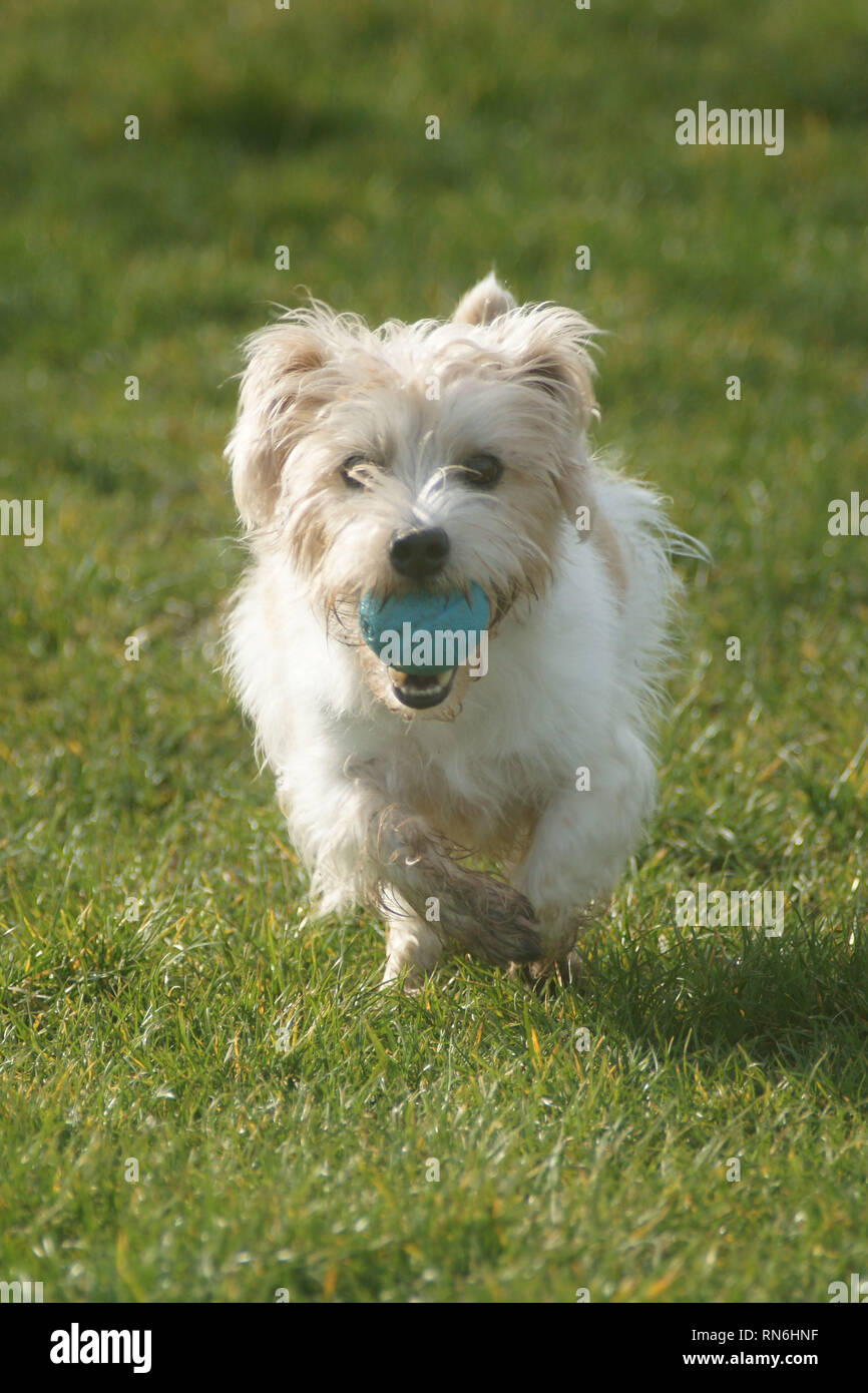 Lucas terrier hi-res stock photography and images - Alamy