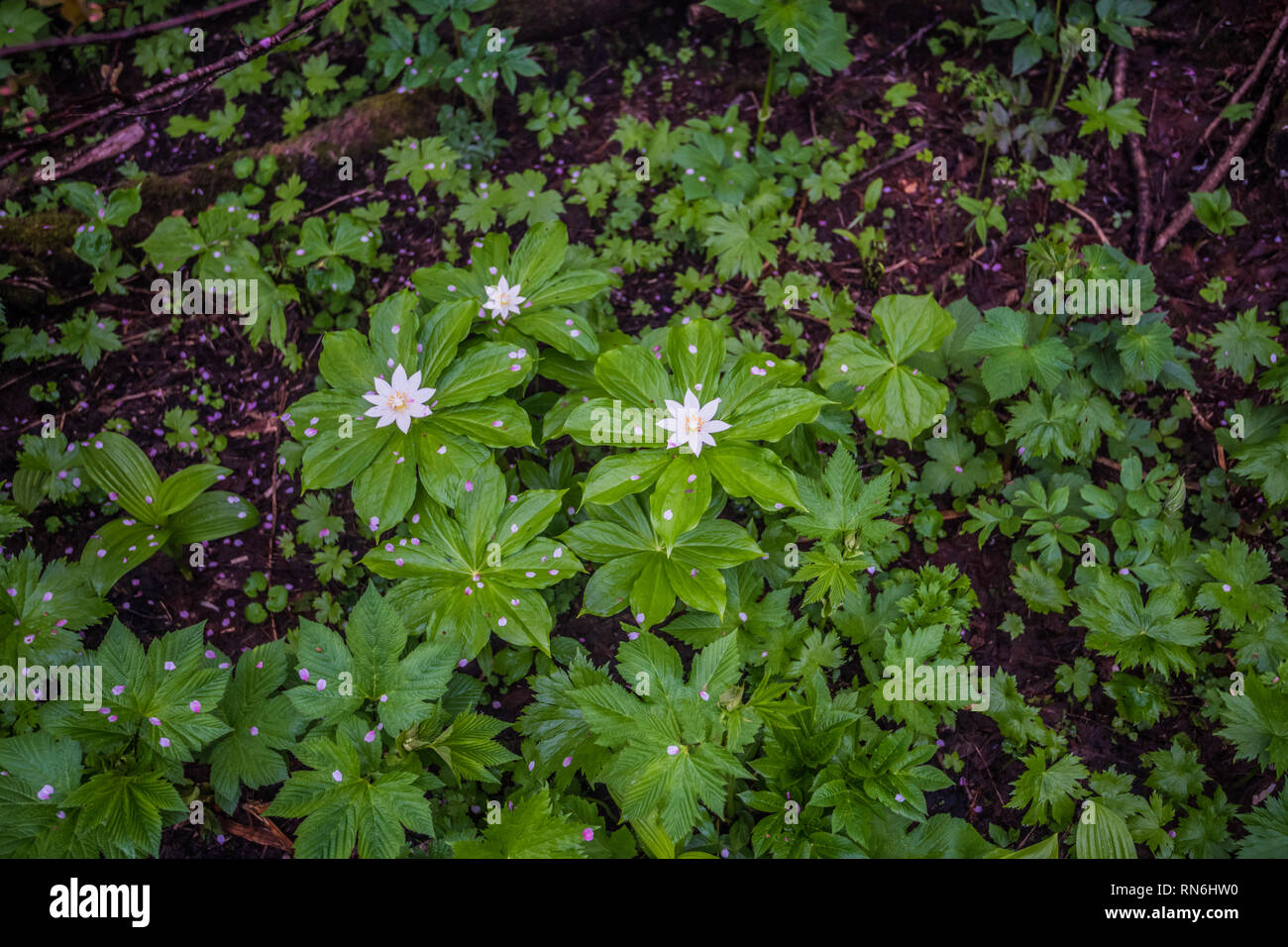 Kinugasa Japonica. Native species in Japan. It has 7 to 9 petals ...