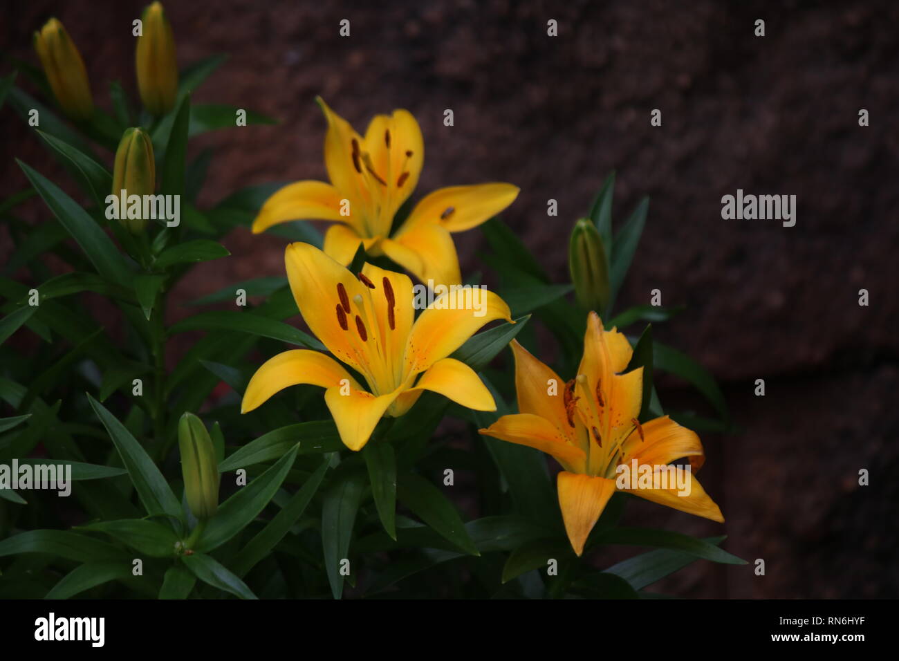 Budding yellow flowers hi-res stock photography and images - Alamy