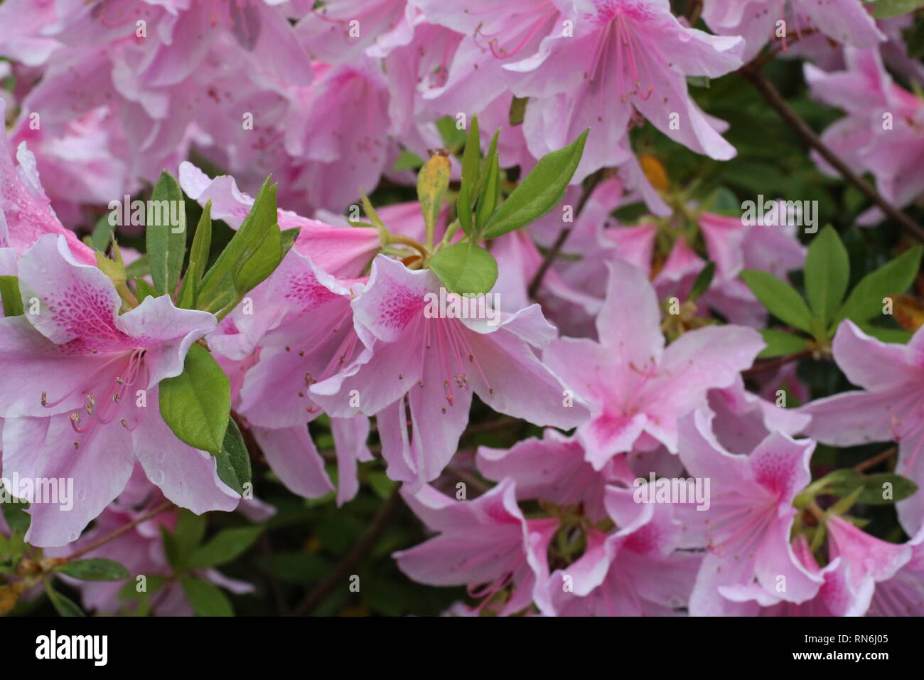 Pink Pedals High Resolution Stock Photography and Images - Alamy