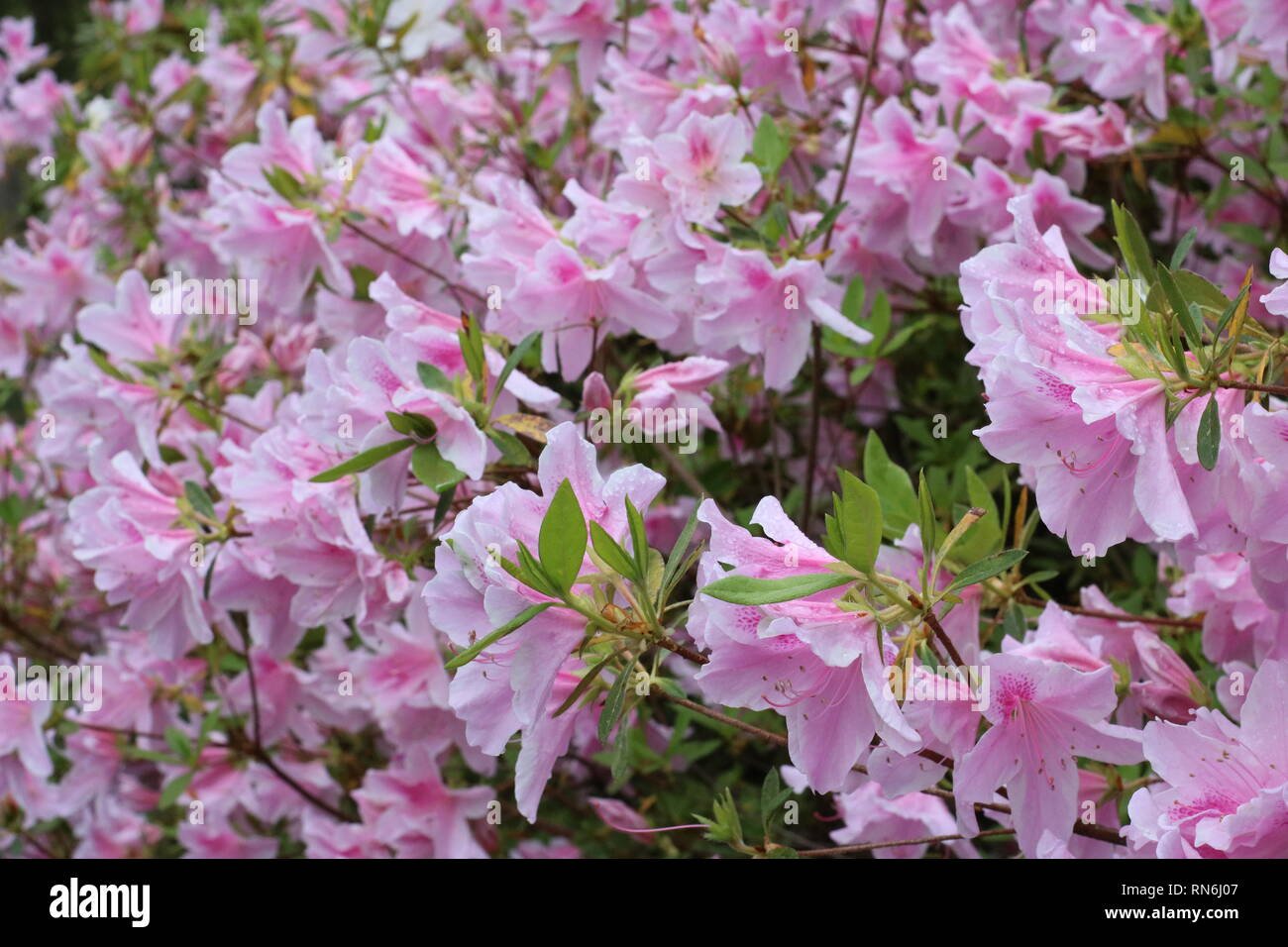 Portait flower hi-res stock photography and images - Alamy