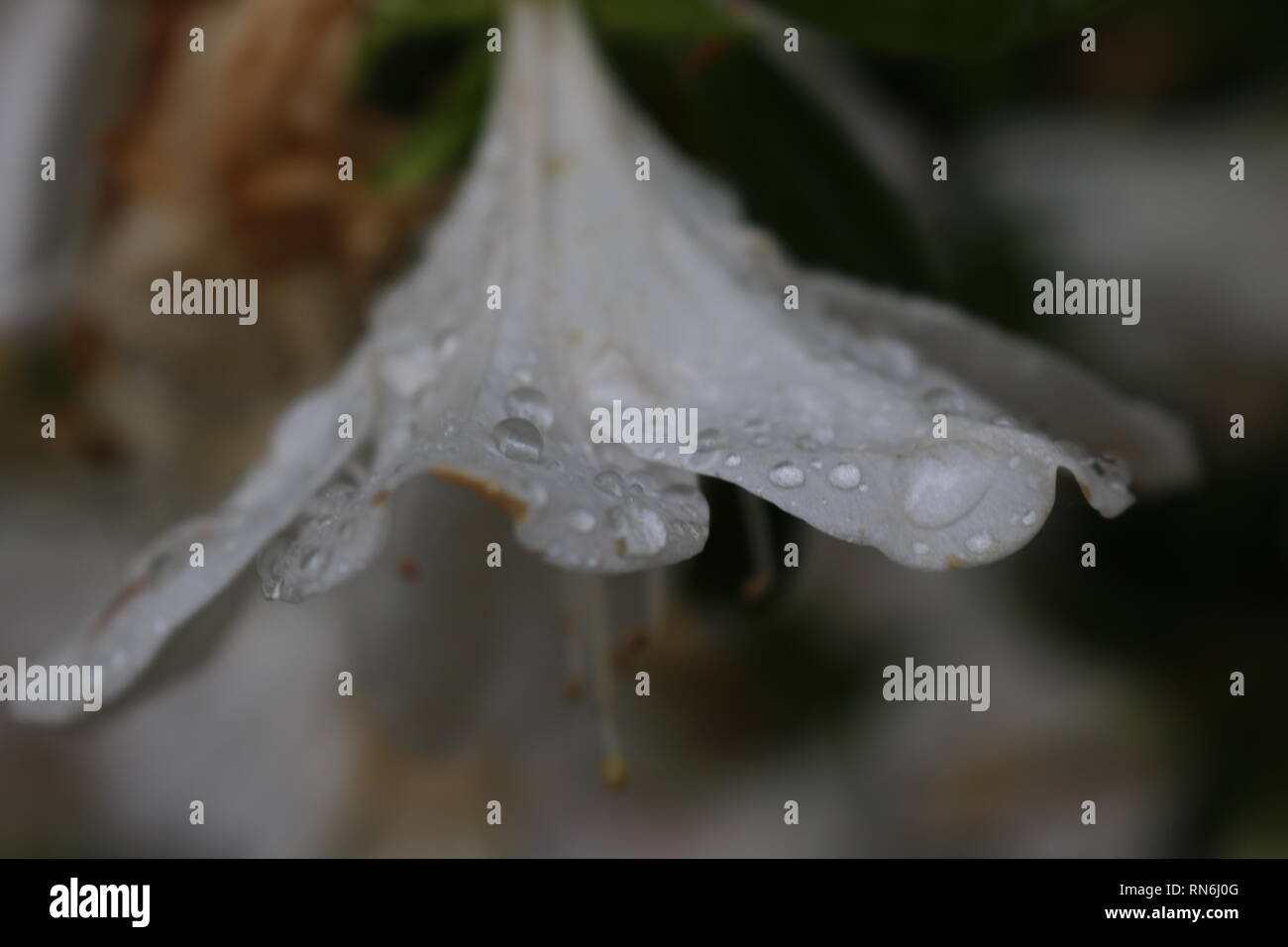 White Flowers after a rain Stock Photo - Alamy