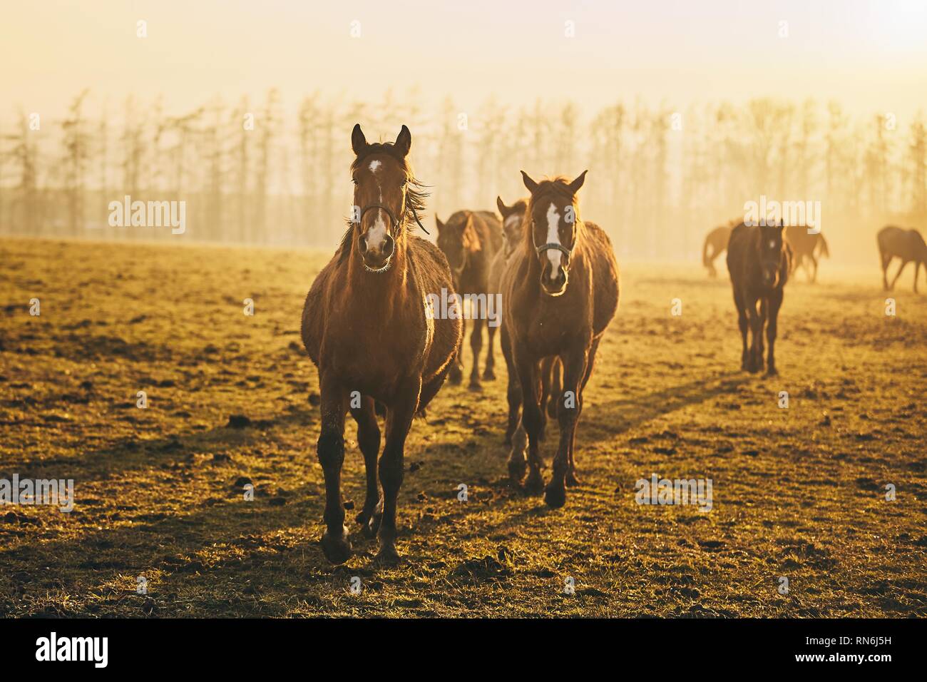 Beautiful horse running on field hi-res stock photography and images ...