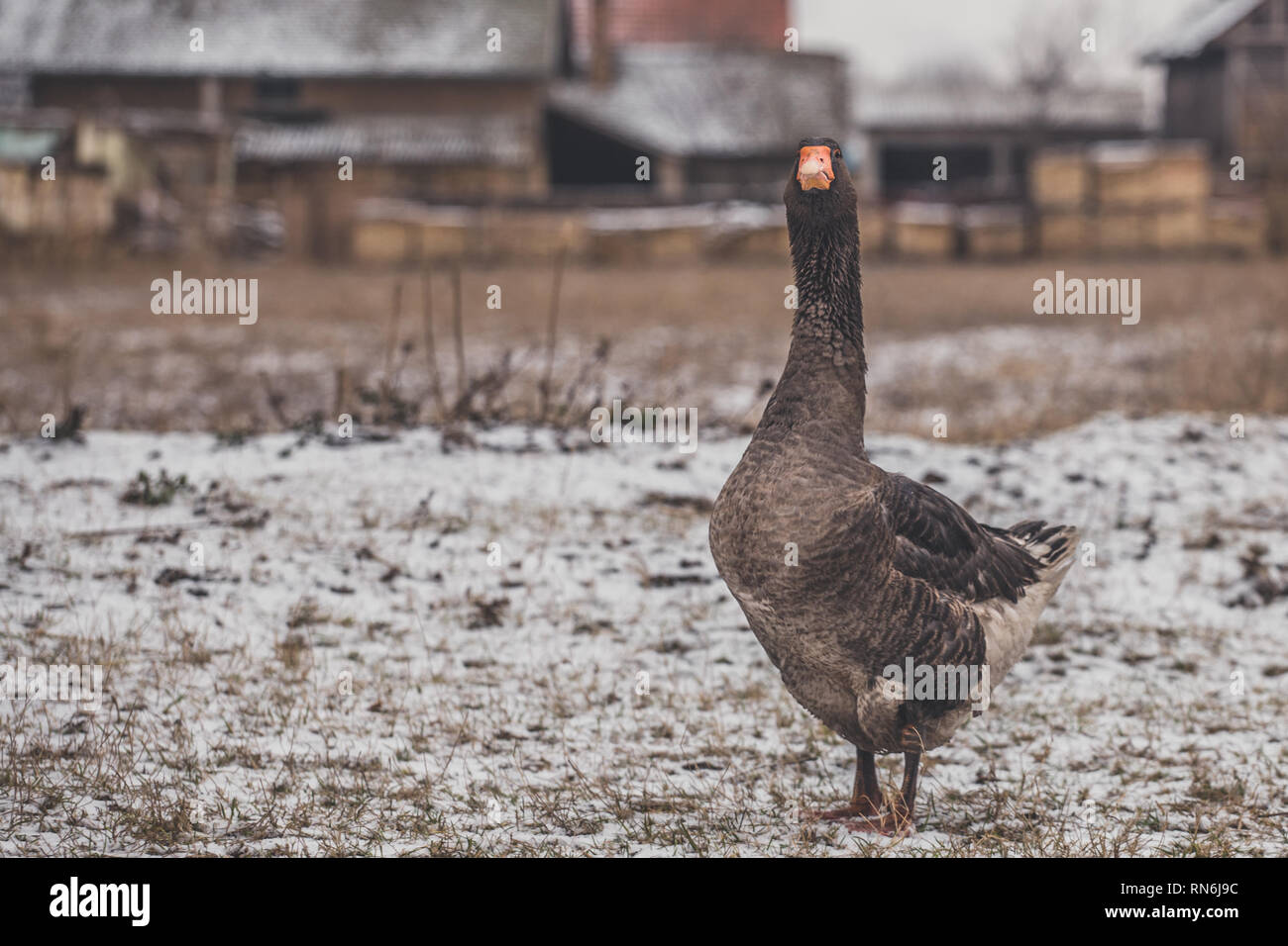 White gander hi-res stock photography and images - Alamy