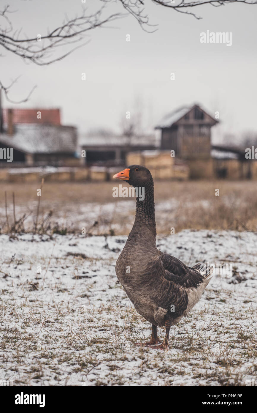 White gander hi-res stock photography and images - Alamy