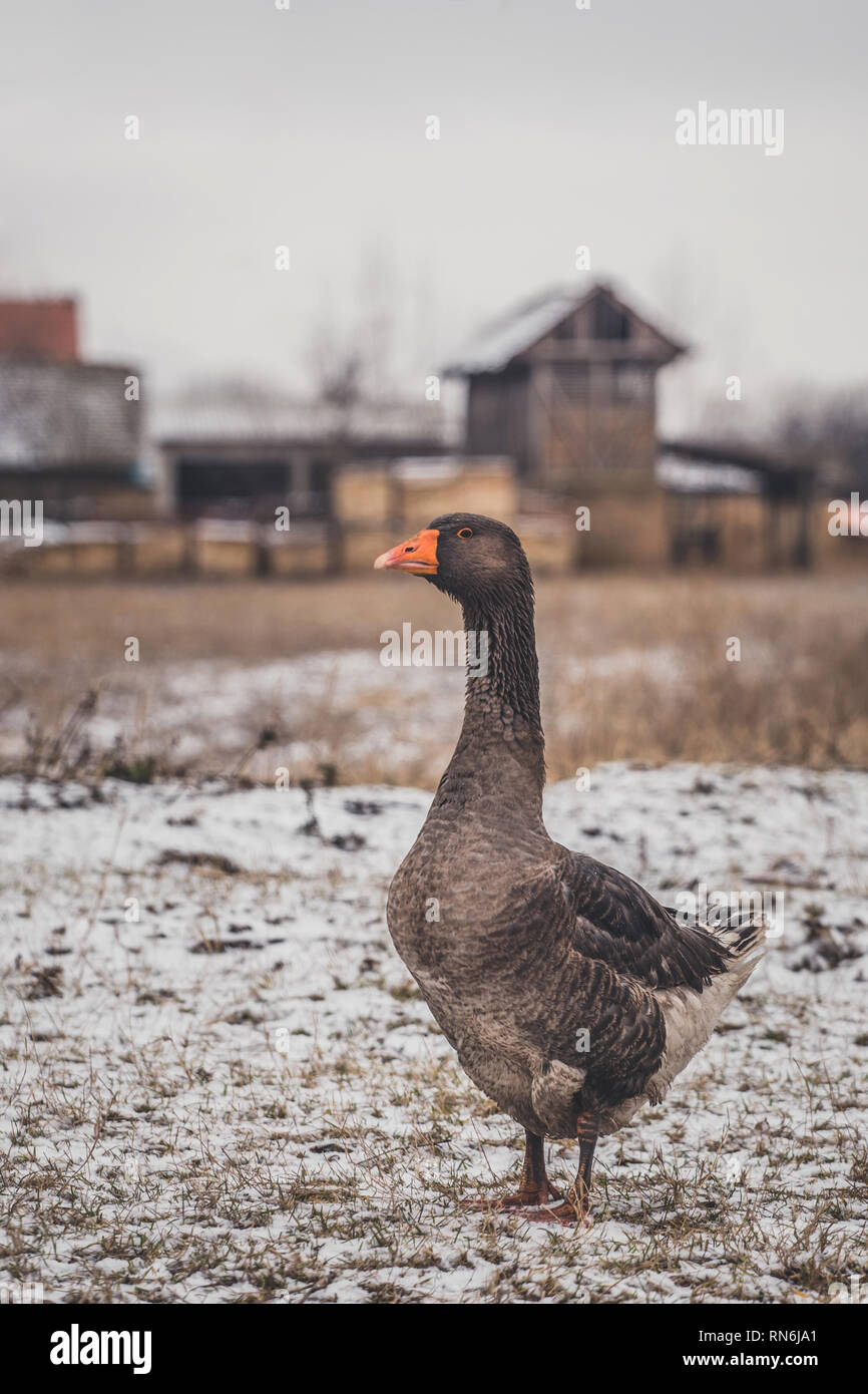 White gander hi-res stock photography and images - Alamy