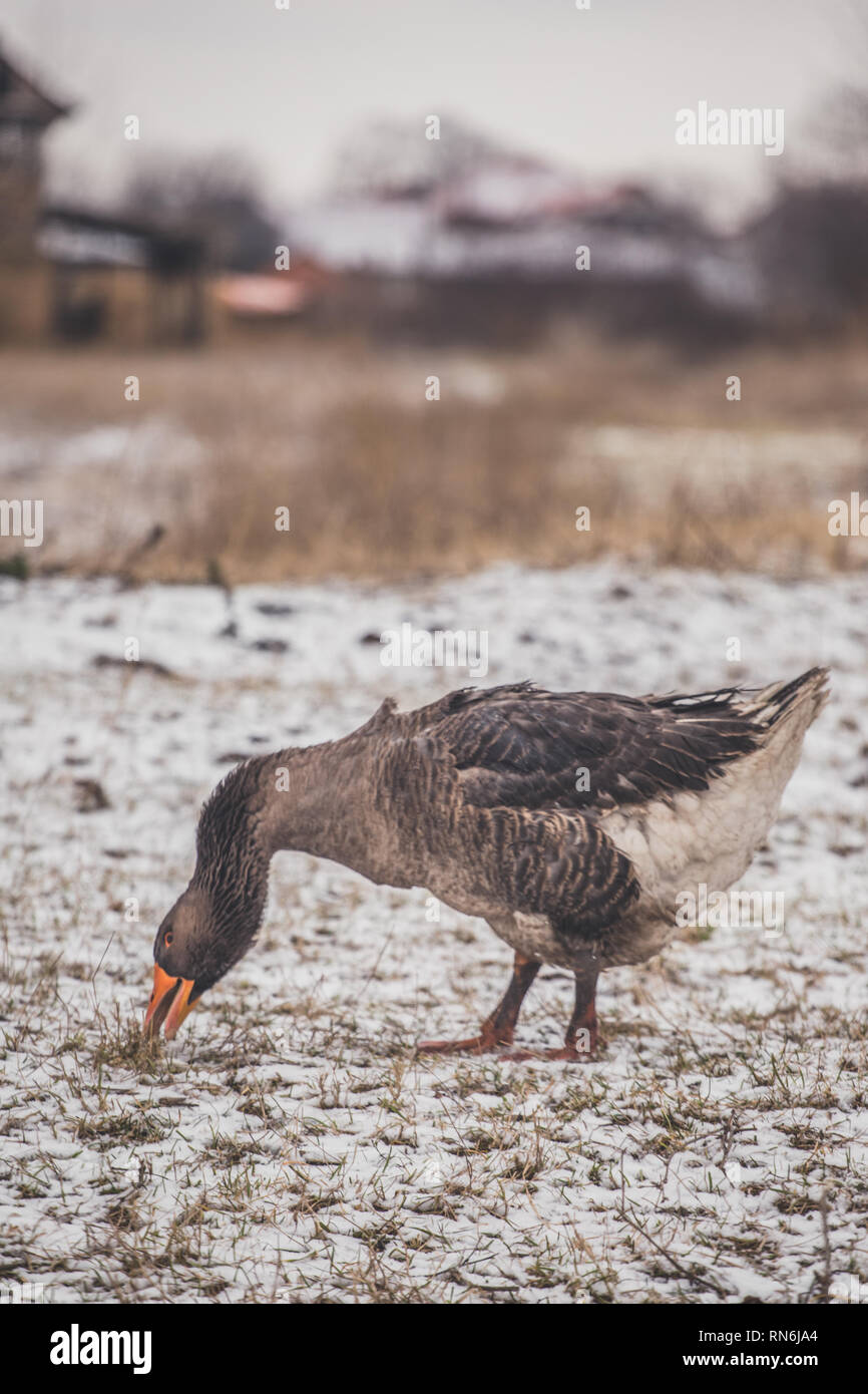 White gander hi-res stock photography and images - Alamy