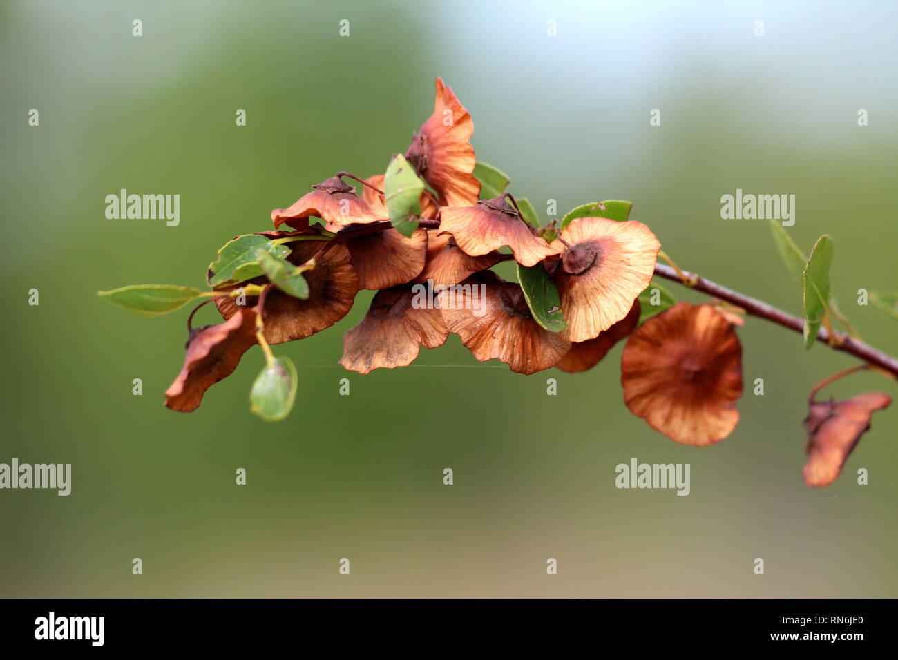 Jerusalem thorn or Paliurus spina christi or Garland thorn or Christs ...