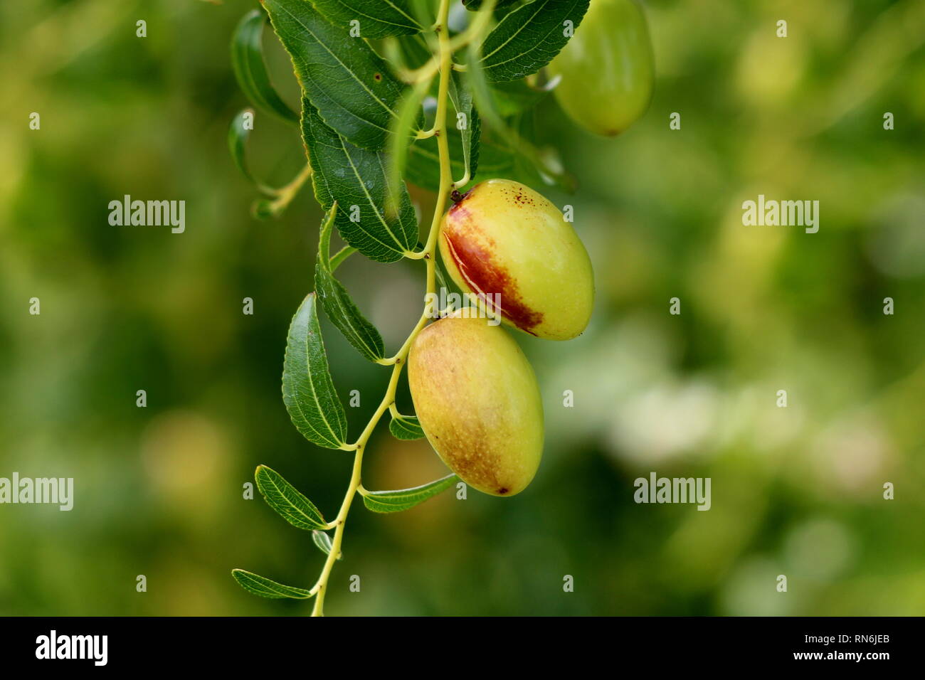 Jujube small deciduous tree with shiny green ovate acute leaves with ...