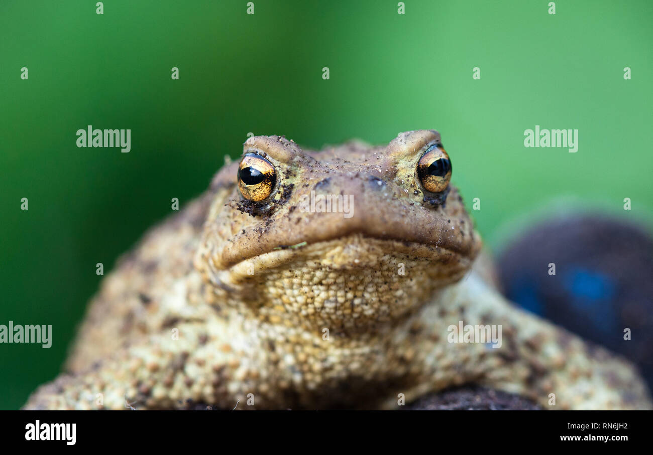 Spade foot toad hi-res stock photography and images - Alamy