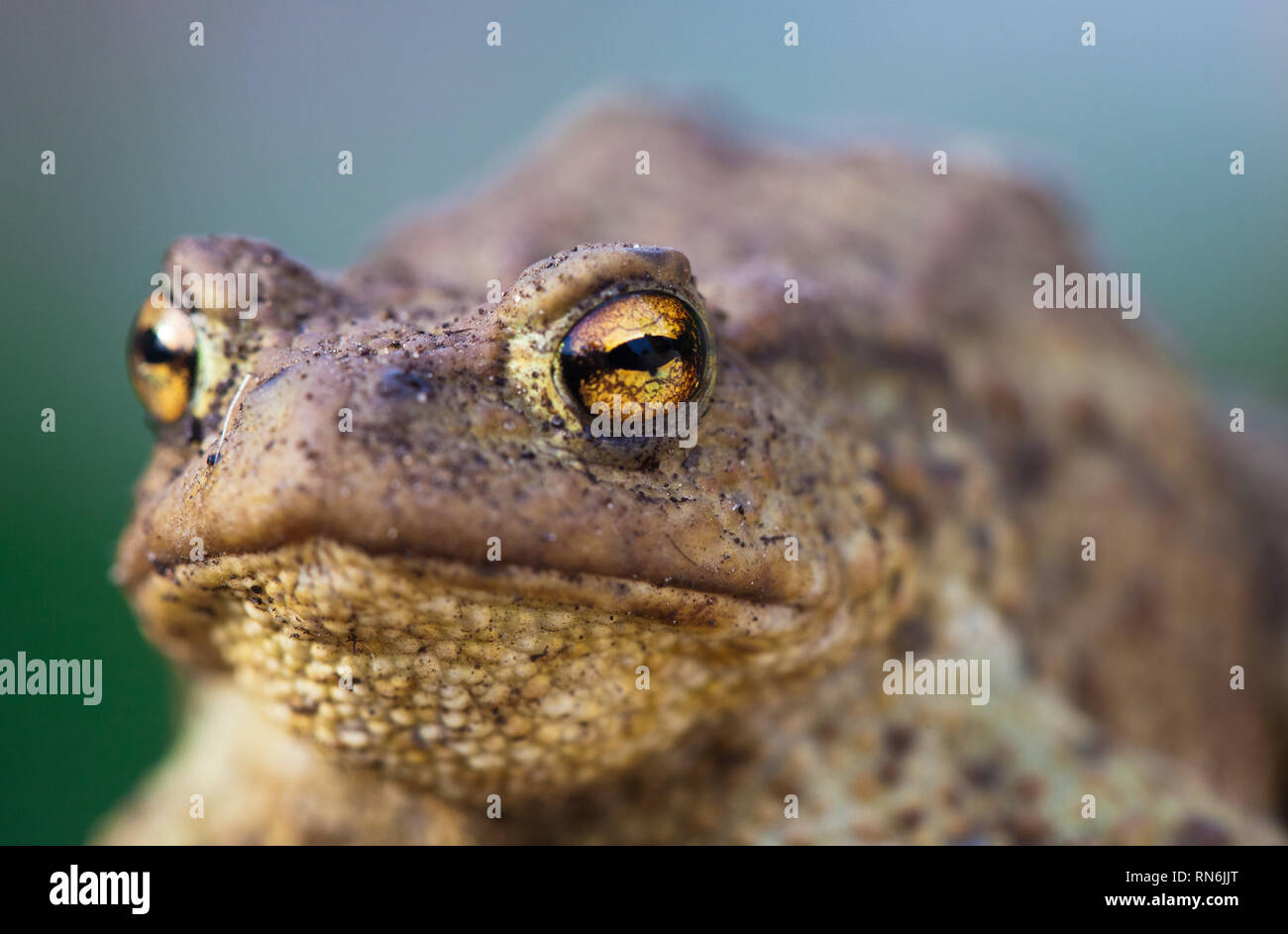 Portrait of cute spadefoot toad looking at the camera. Eastern ...