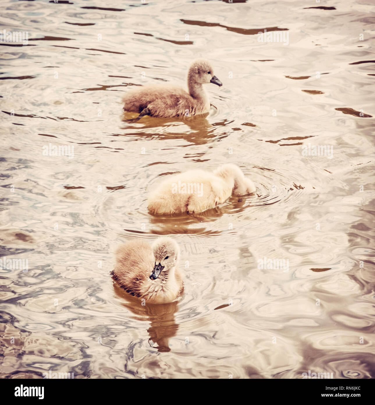 Little Swans Nature Water