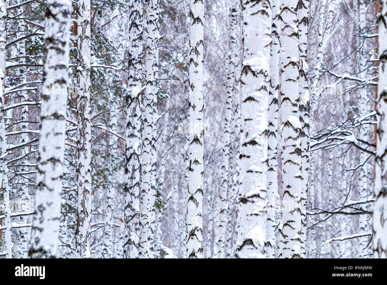 Birch Tree Pattern High Resolution Stock Photography and Images - Alamy