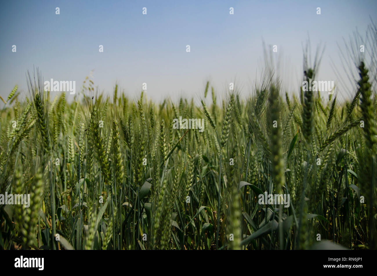 Rice paddy in Uttarakhand Stock Photo - Alamy