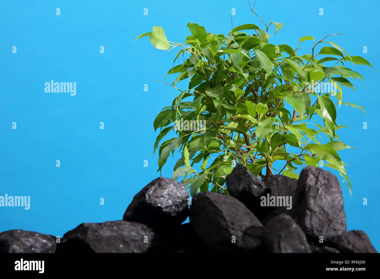 A green young tree grew on the coal heap. The whole as a symbol of ...
