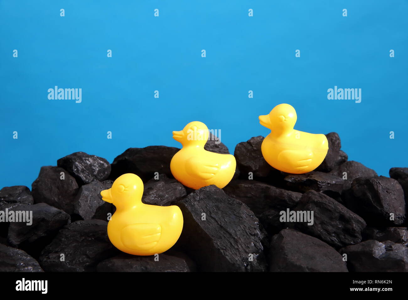 Coal ducks hi-res stock photography and images - Alamy