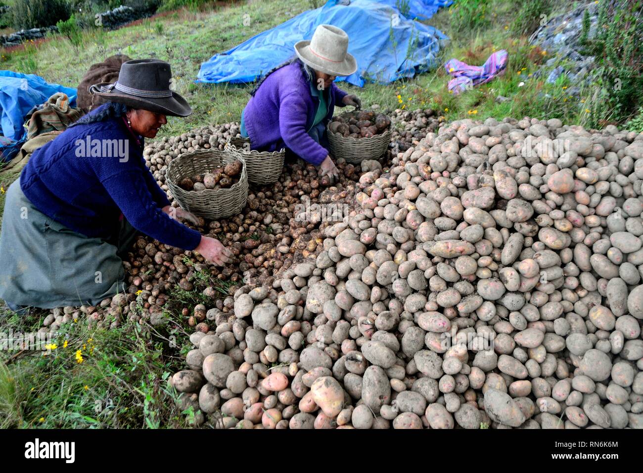 Selection inca potatoes hi-res stock photography and images - Alamy