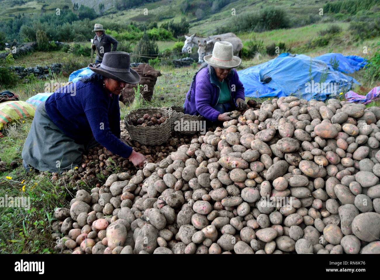Peru potato park hi-res stock photography and images - Alamy