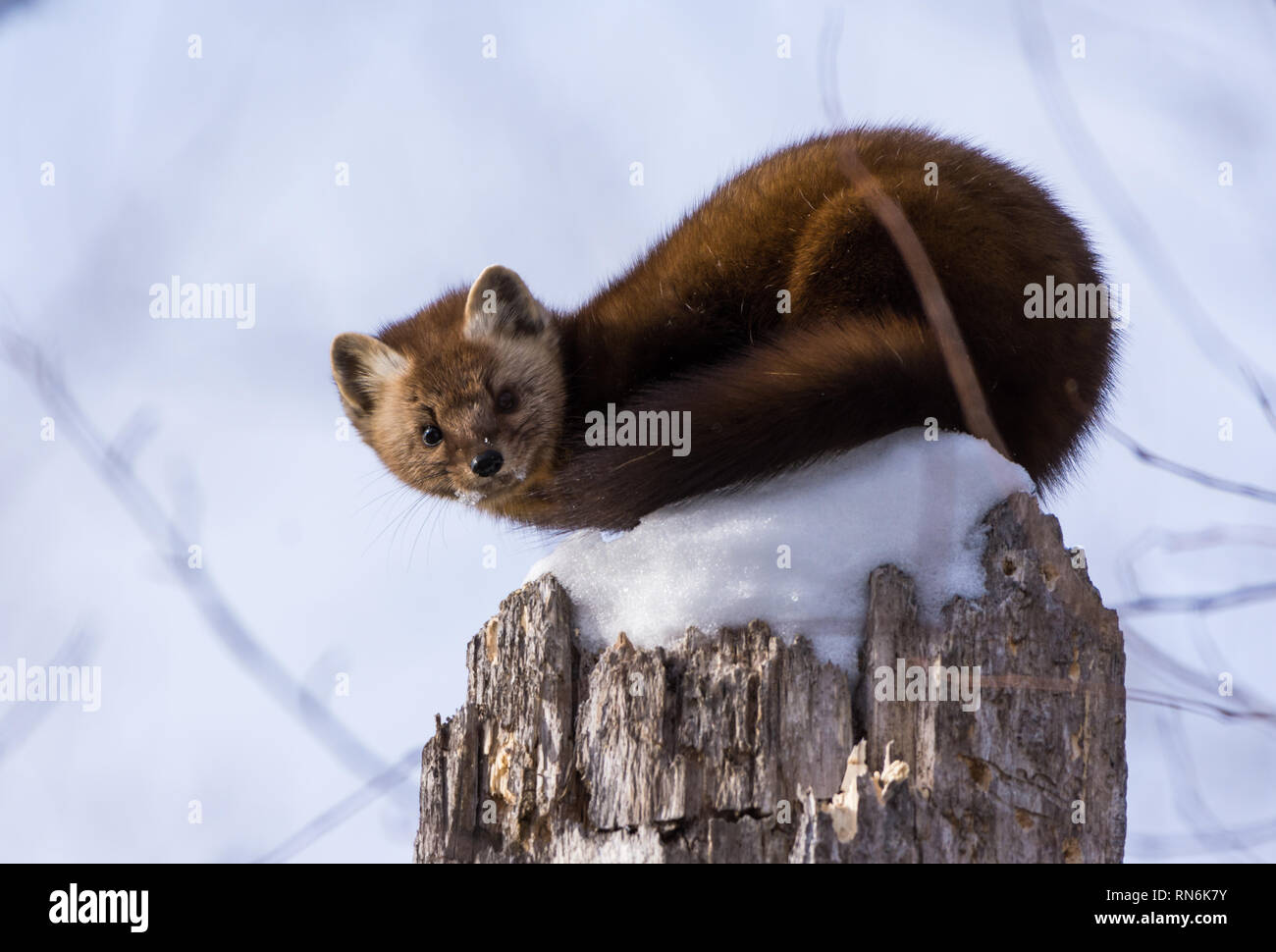 An American Pine Marten (Martes americana) sitting on top of snow ...