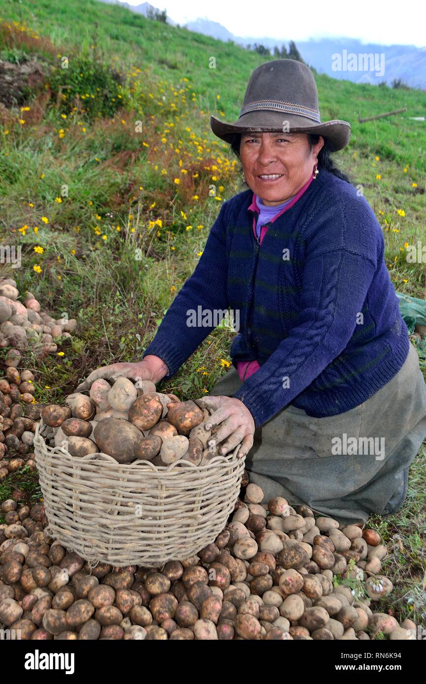 Selection inca potatoes hi-res stock photography and images - Alamy