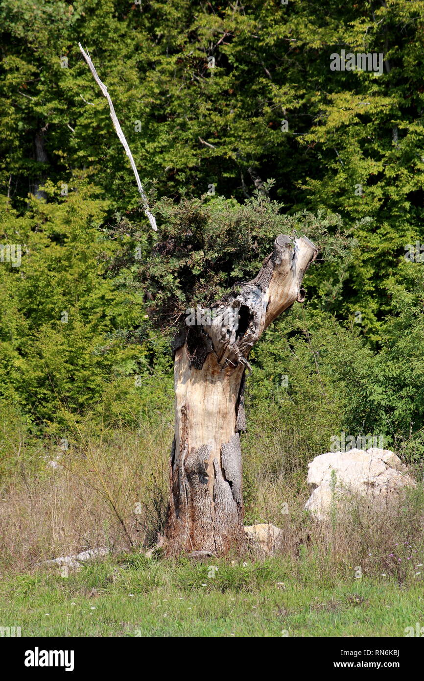 Old dry large tree stump with cracked bark left after cutting to grow ...