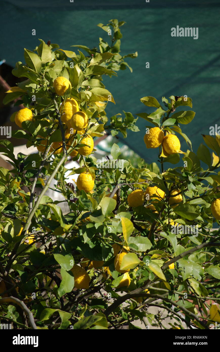 Lemon tree at a lake Stock Photo - Alamy