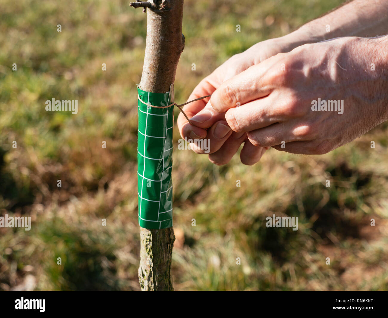 Greaseband trunk hi-res stock photography and images - Alamy