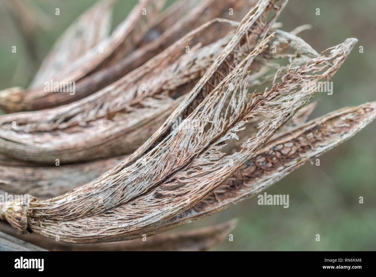 Yucca plant uk hi-res stock photography and images - Alamy
