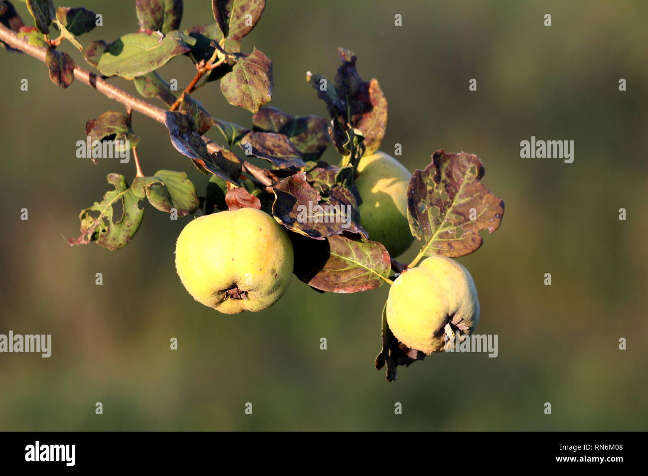 Quince deciduous tree with three pome fruits on single branch growing ...