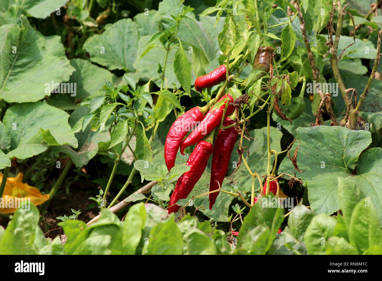 Chilli picking hi-res stock photography and images - Alamy