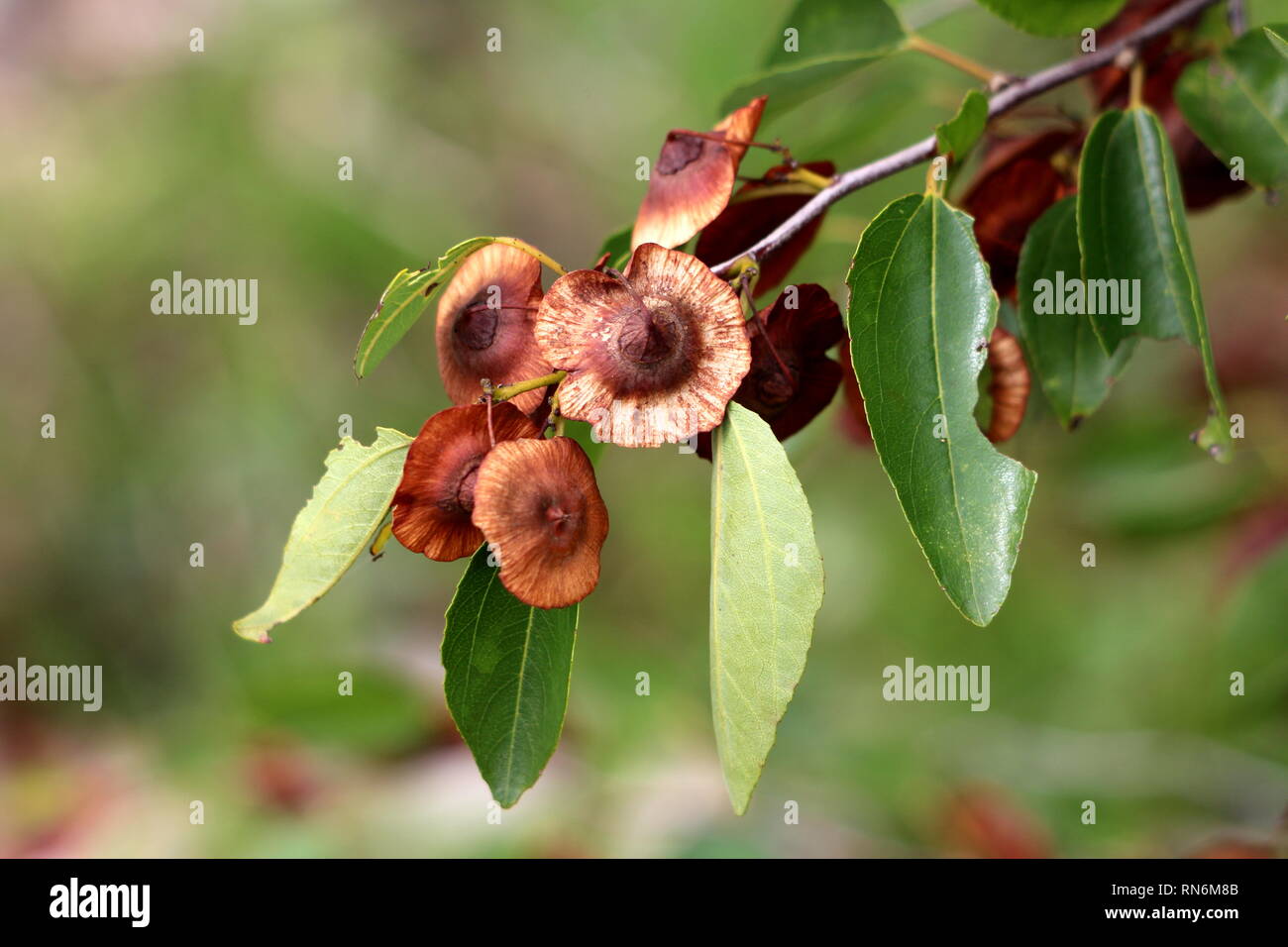 Single branch of Jerusalem thorn or Paliurus spina christi or Garland ...