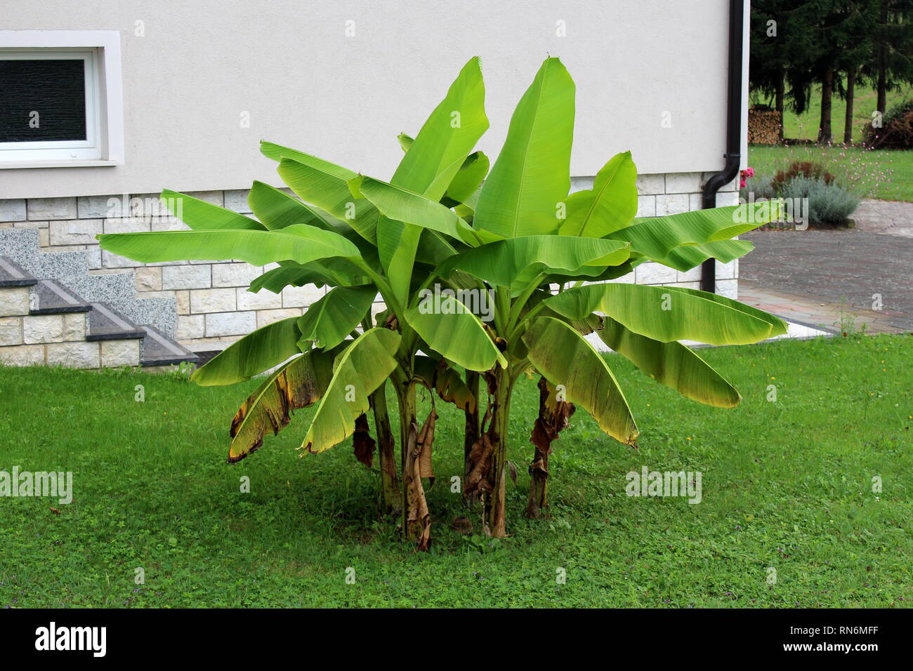 Small banana tree growing as decorative bush in local garden of family ...