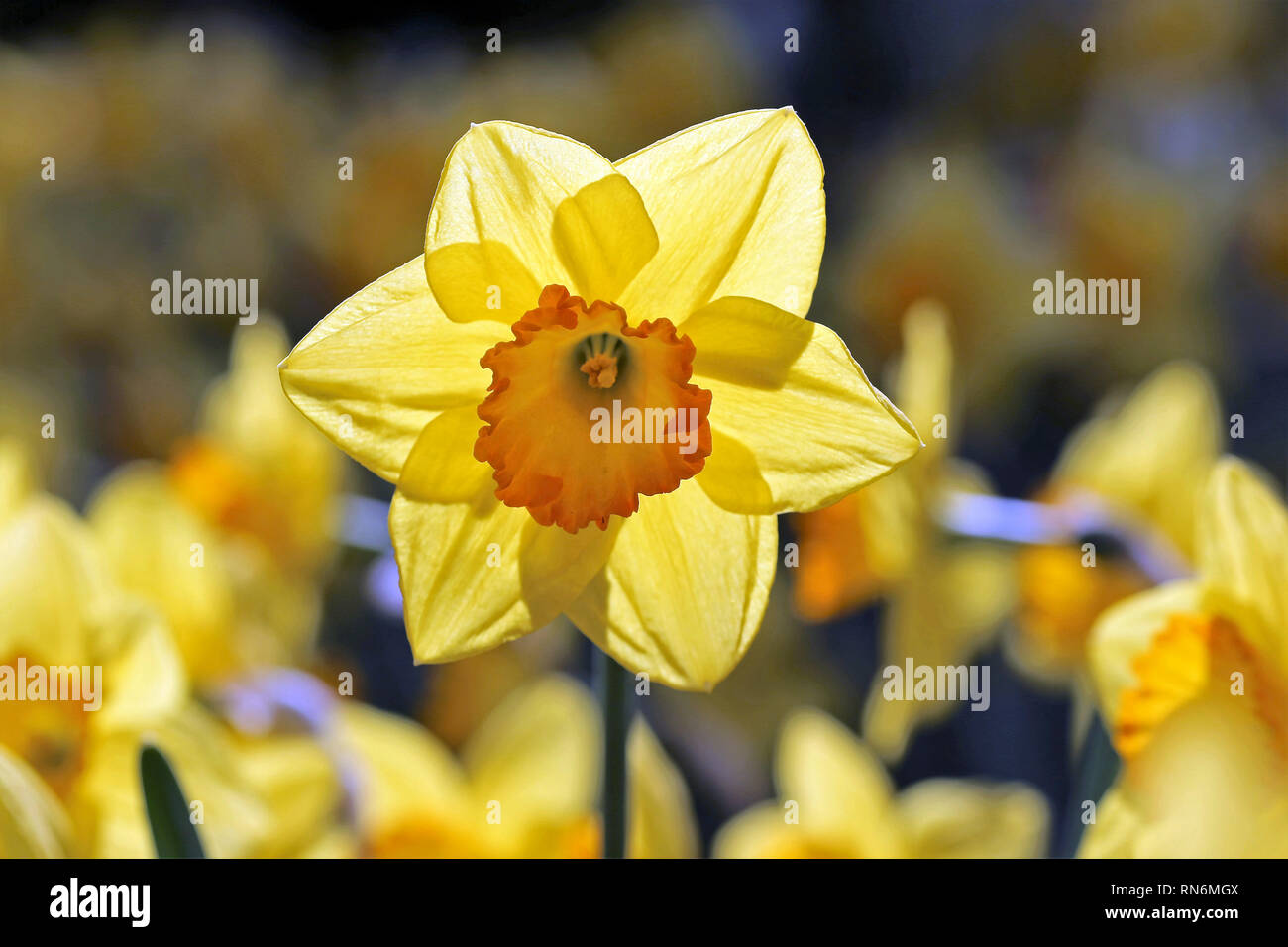 Yellow flowered bulbs hi-res stock photography and images - Alamy