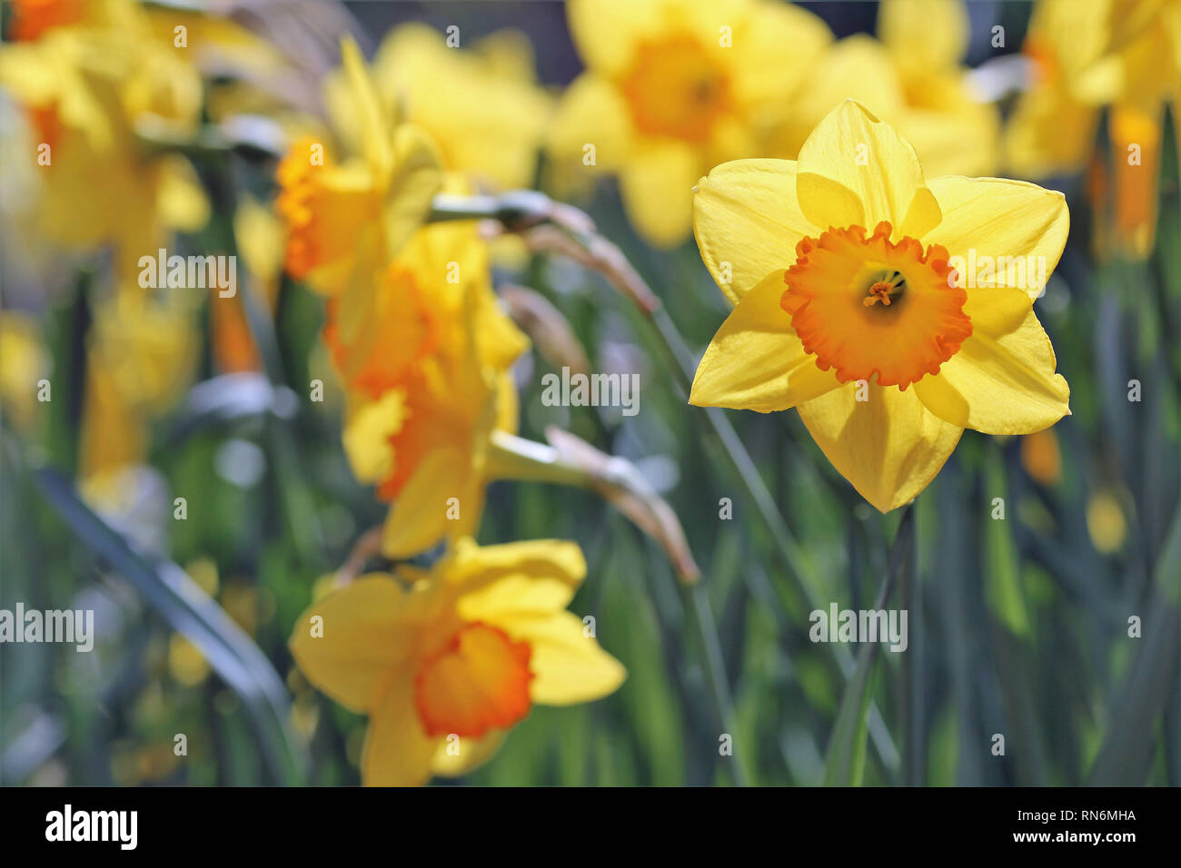 Yellow flowered bulbs hi-res stock photography and images - Alamy