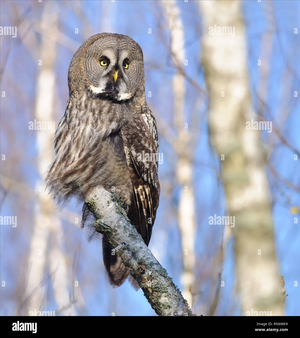 Bog body hi-res stock photography and images - Alamy