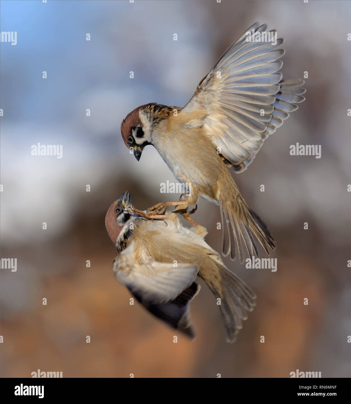 Eurasian Tree Sparrows fighting in flight in winter air Stock Photo - Alamy