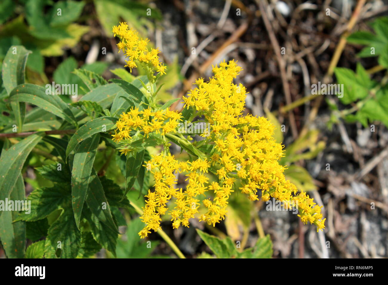Solidago virgaurea hi-res stock photography and images - Alamy