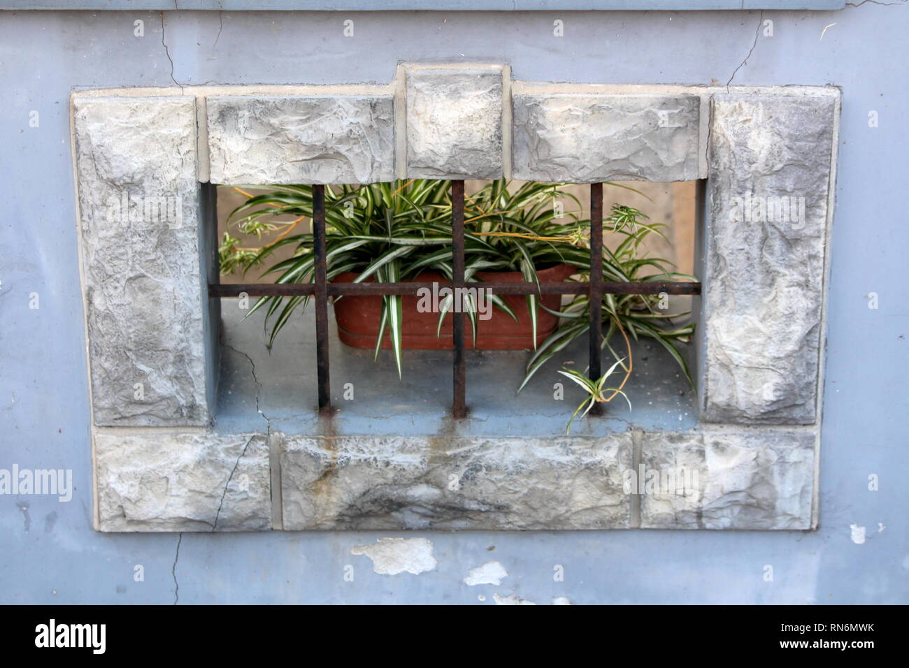 Spider ivy hi-res stock photography and images - Alamy