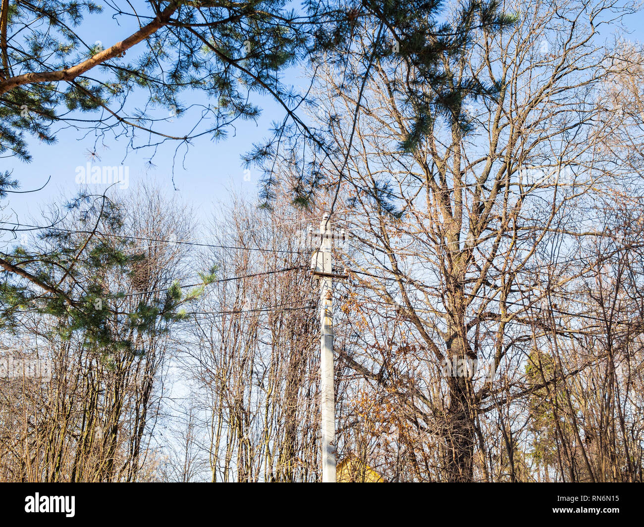 concrete power line utility pole with wires between trees in grove in ...