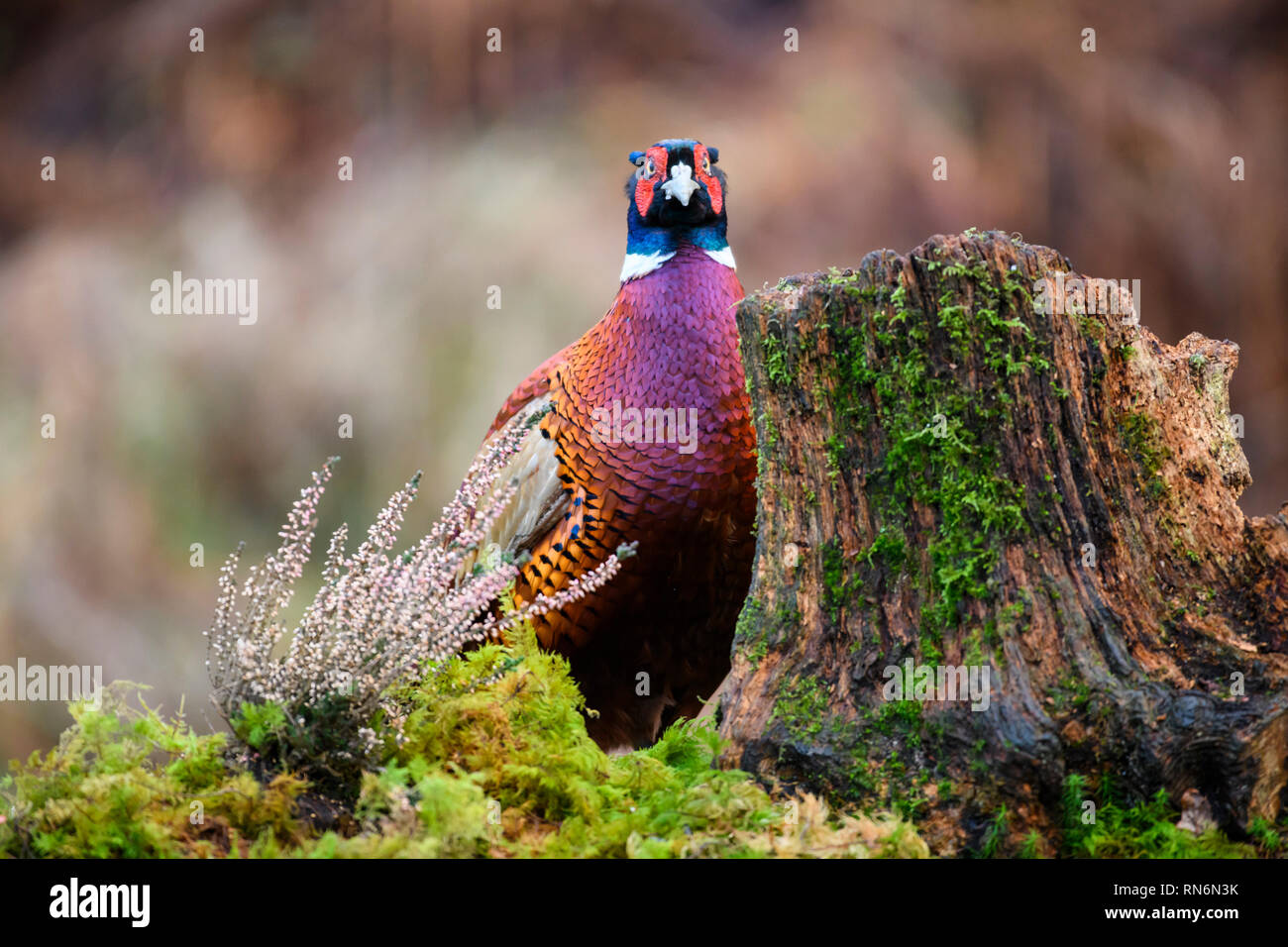 Pheasant scotland hi-res stock photography and images - Alamy